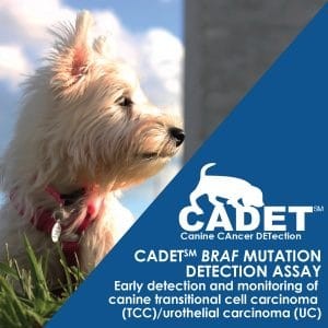 Bladder Cancer - Early Detection Screening Tool - Disease | Condition ...