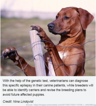 Rhodesian Ridgeback - Pedigree Breeds - DogWellNet