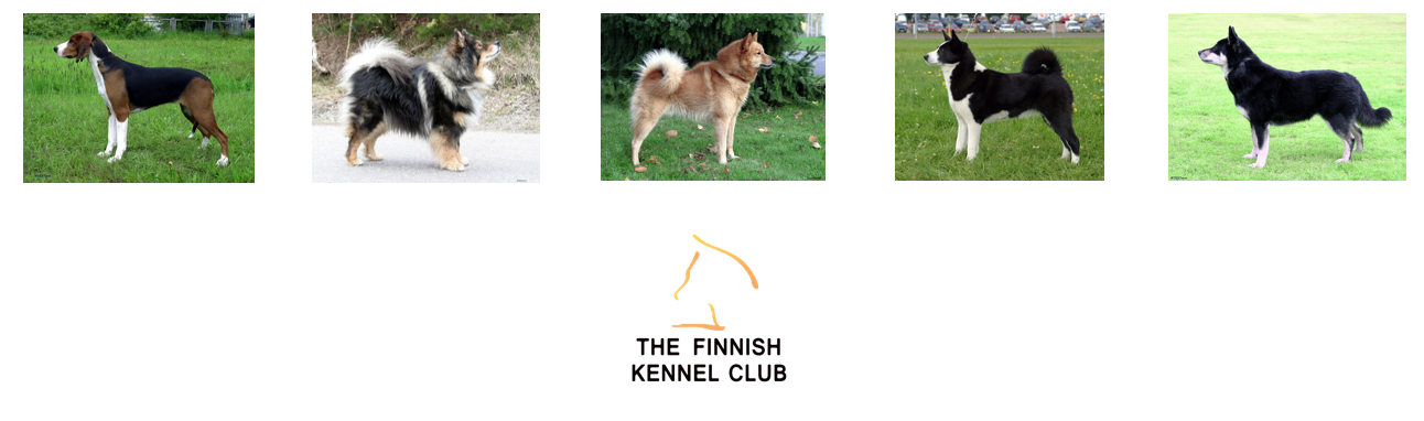 Native Breeds of Finland - Native Breeds - DogWellNet.com