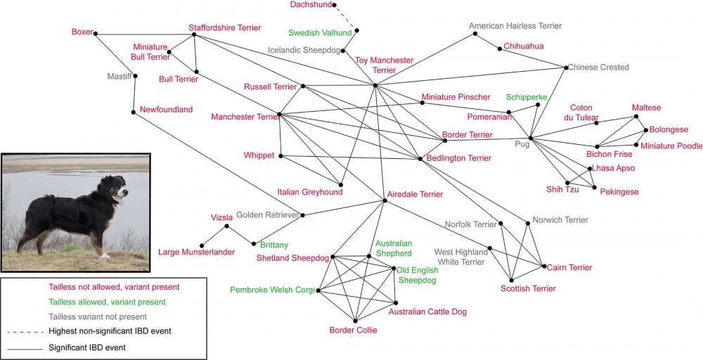 True Colors: Commercially-acquired morphological genotypes reveal ...