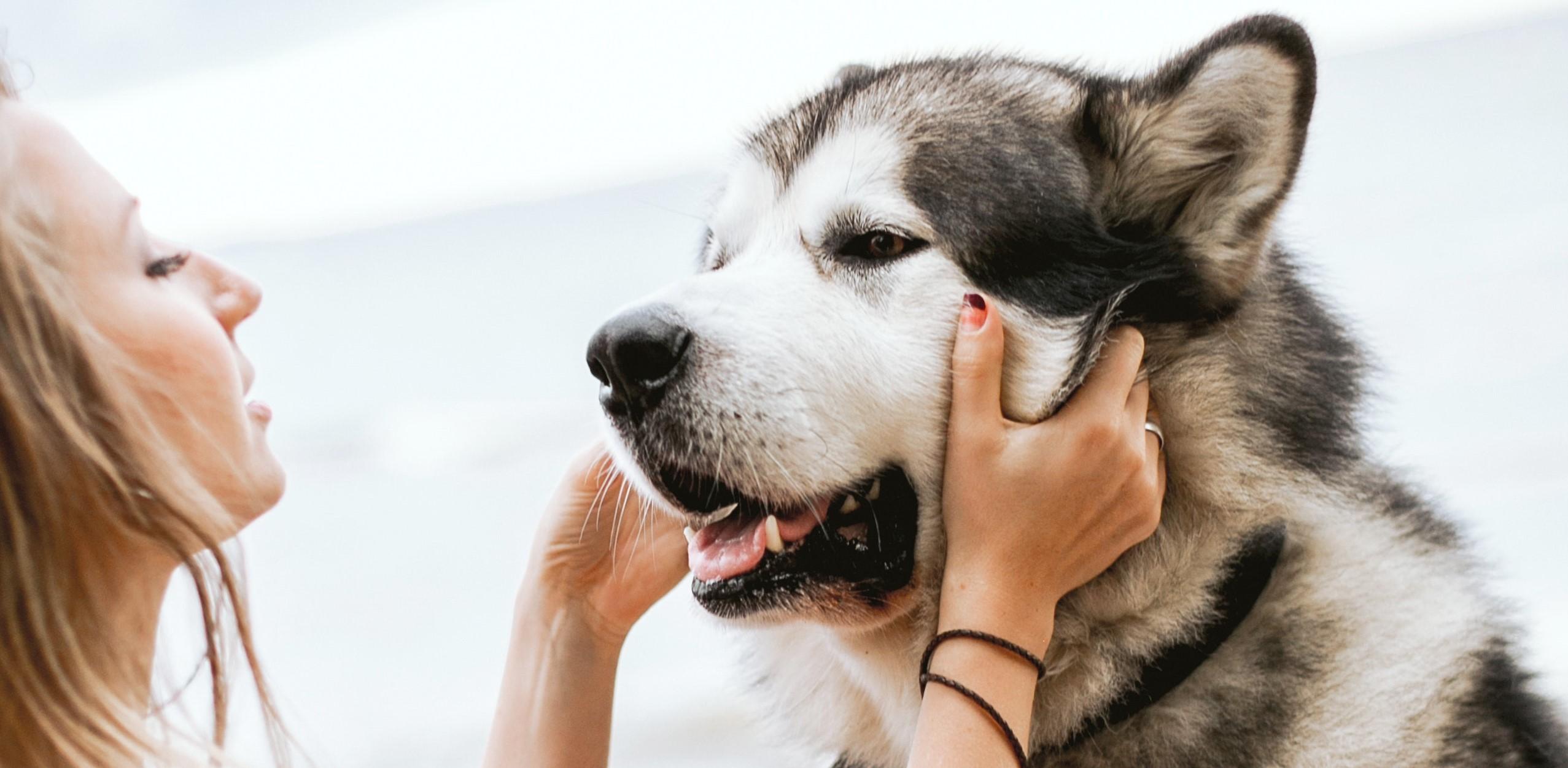 HGTD This week: Vets - what can HGTD do for you? - HGTD & Genetic ...