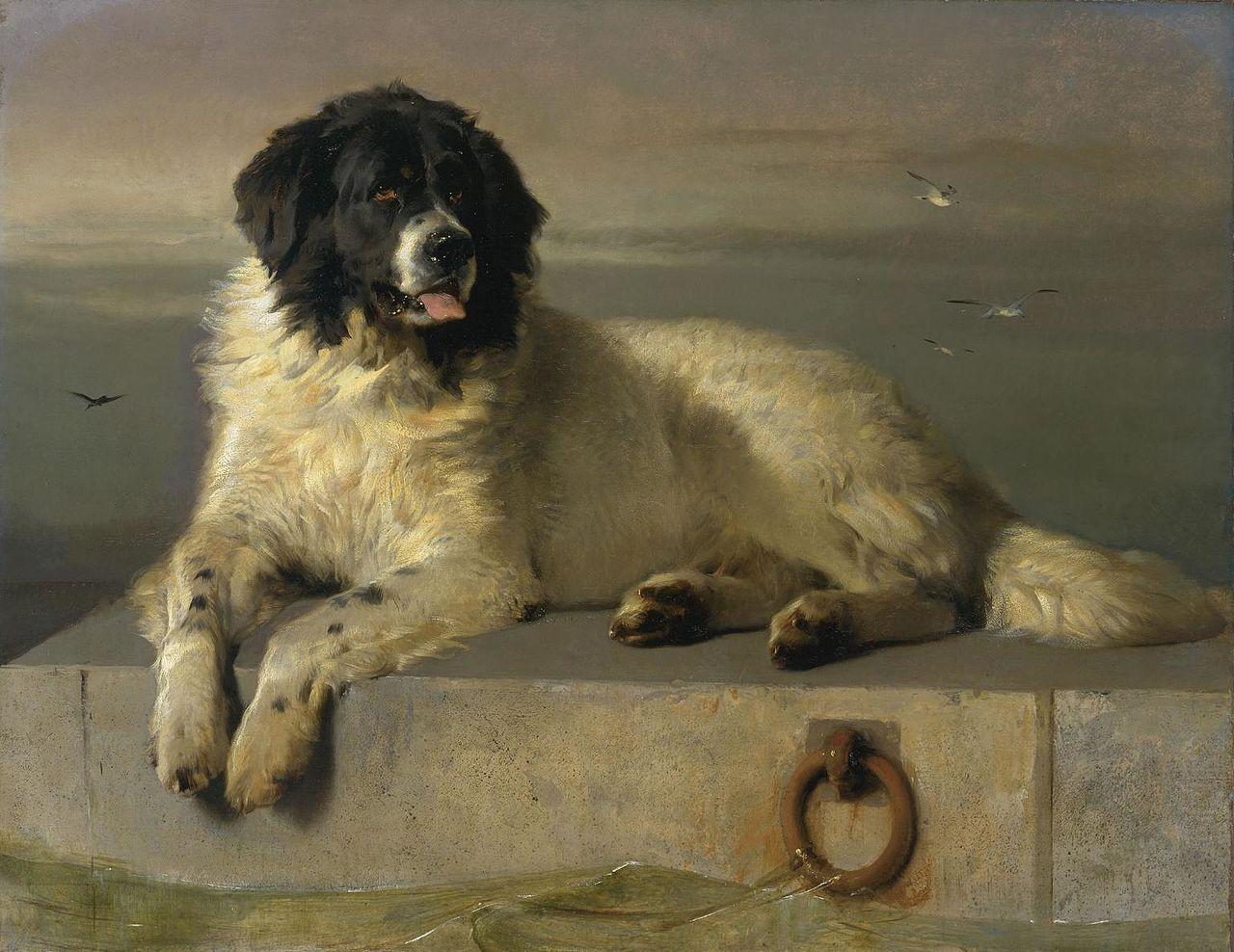 Landseer ECT - Pedigree Breeds - DogWellNet